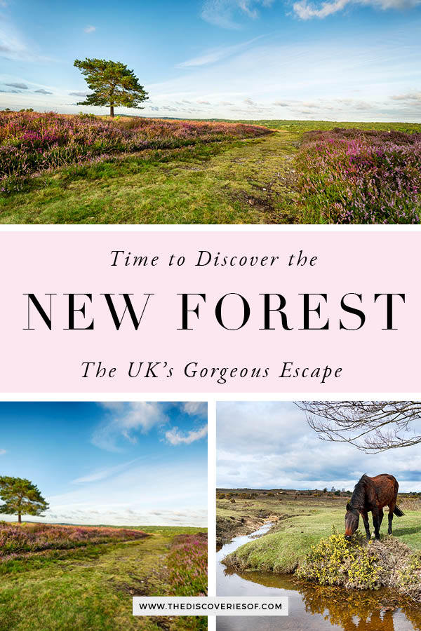 14 Brilliant Things To Do In The New Forest — The Discoveries Of