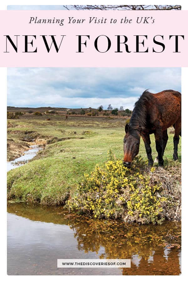 14 Brilliant Things To Do In The New Forest — The Discoveries Of