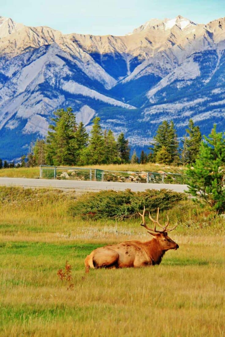 17 Best Things to Do in Jasper National Park — The Discoveries Of