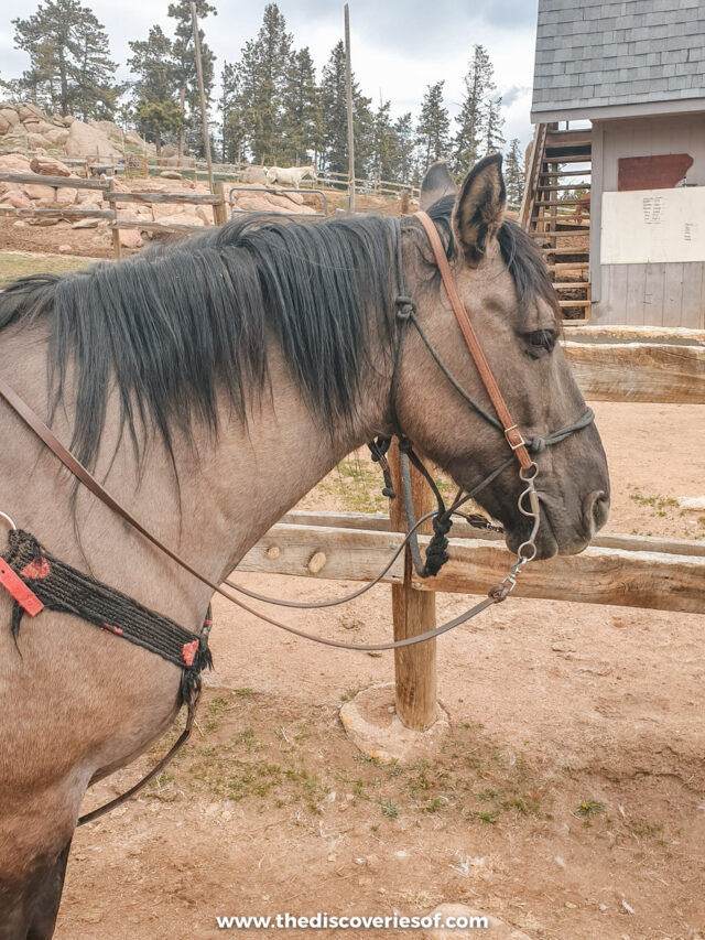 Why You Need to Visit a Dude Ranch (And How to Plan Your Trip)