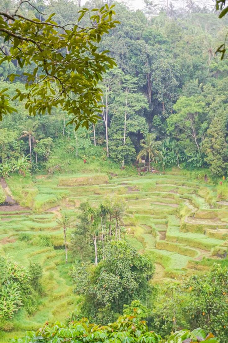 12 Stunning Hikes in Bali — The Discoveries Of