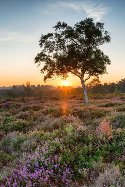 16 Brilliant Things To Do In The New Forest — The Discoveries Of