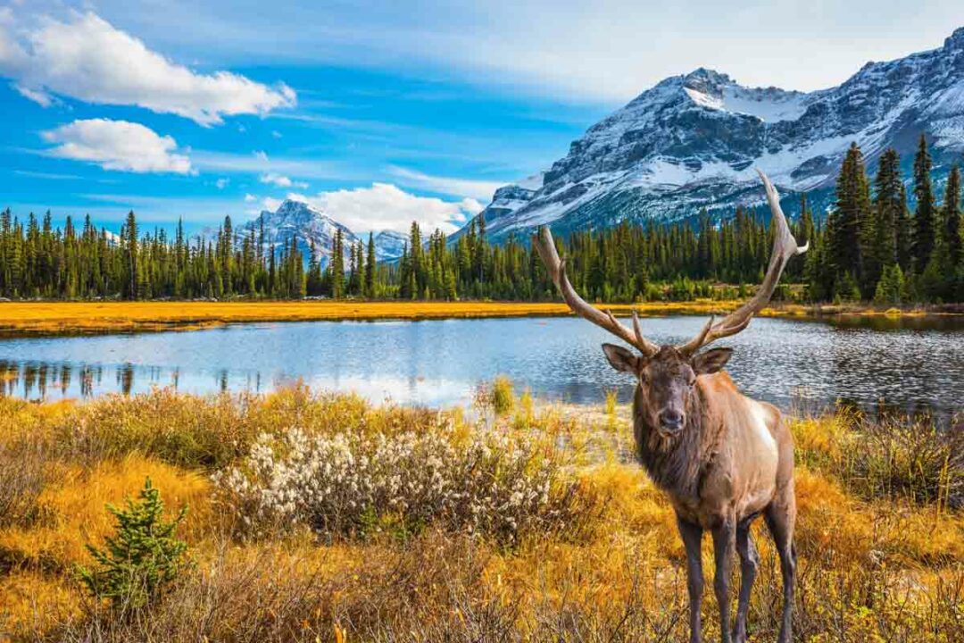 Best Places to Stay in Jasper National Park — The Discoveries Of