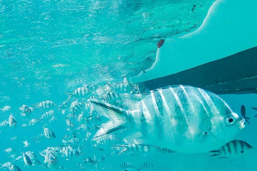 19 Amazing Things to Do in Mauritius — The Discoveries Of