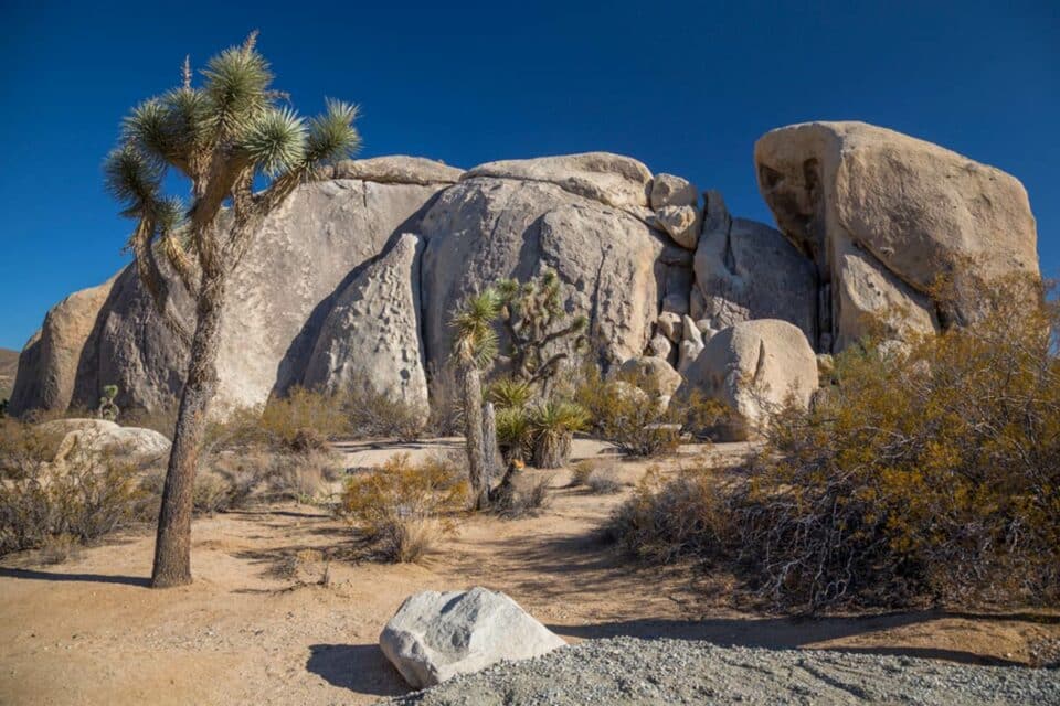 Joshua Tree Camping Guide — The Discoveries Of