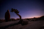 Stargazing in Joshua Tree: A Complete Guide — The Discoveries Of