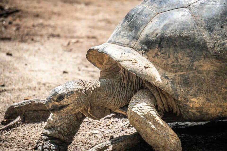 The Seychelles’ Giant Tortoises — The Discoveries Of
