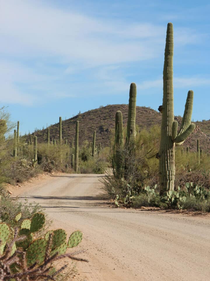 14 Best Things to do in Saguaro National Park