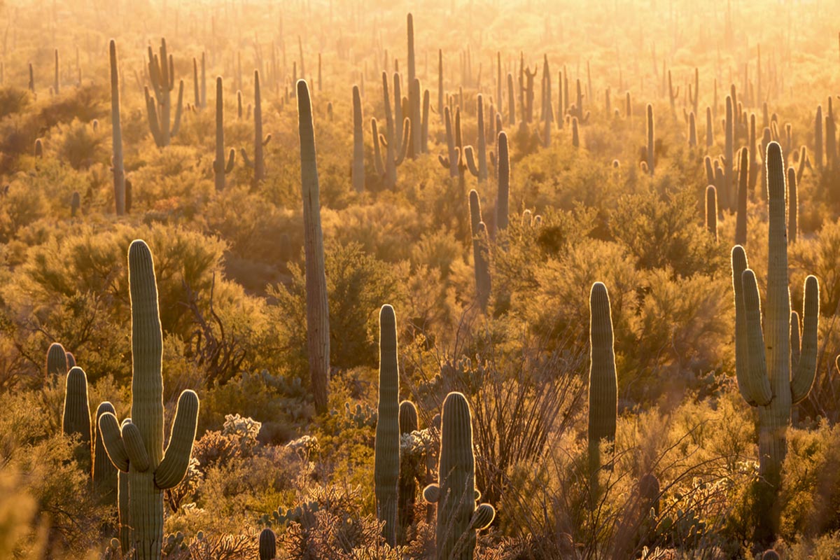 Saguaro National Park East: Things to Do + Trails
