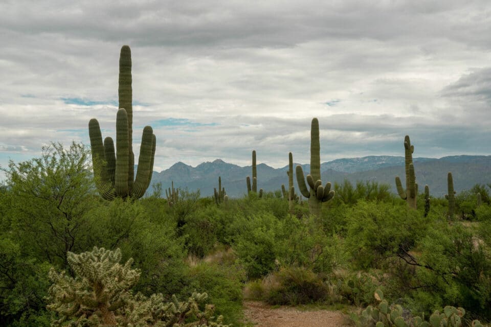 Saguaro National Park East: Things to Do + Trails