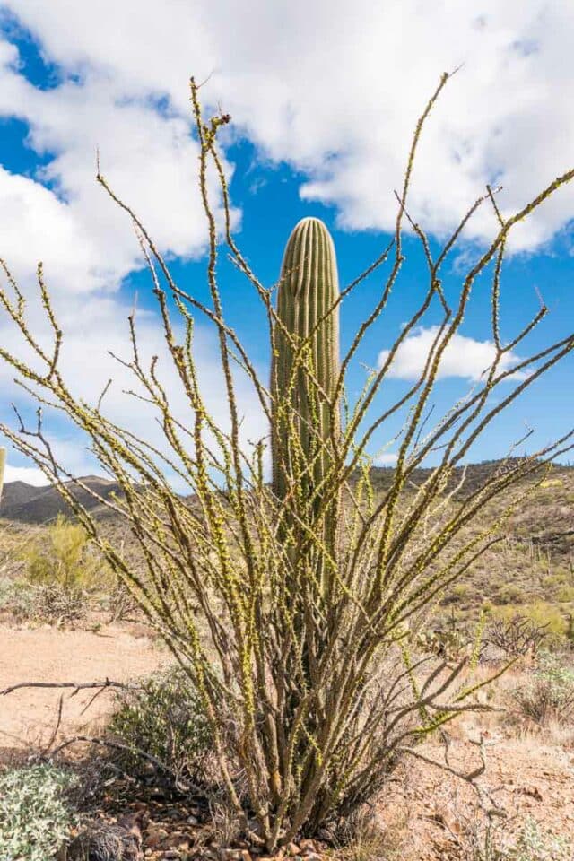 The Best Time to Visit Saguaro National Park