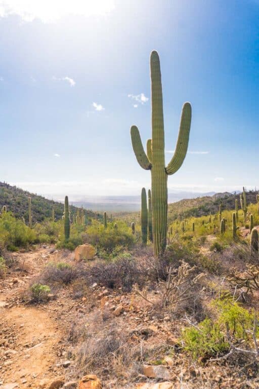14 Best Things to do in Saguaro National Park