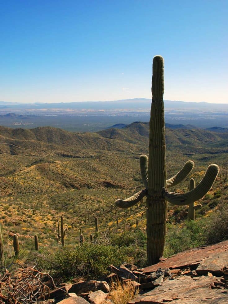 Incredible Saguaro National Park Hikes — The Discoveries Of