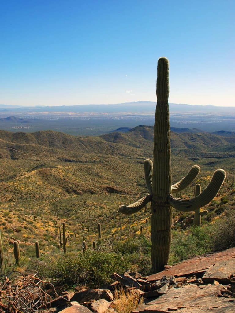 Incredible Saguaro National Park Hikes — The Discoveries Of