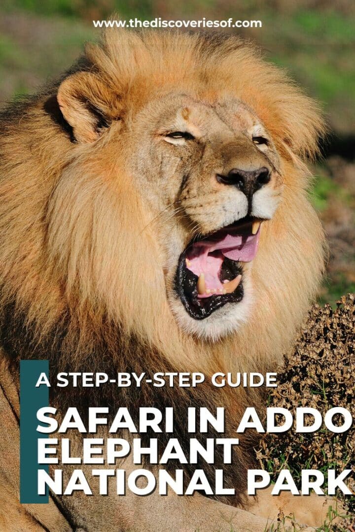 Visiting Addo Elephant National Park: A Guide