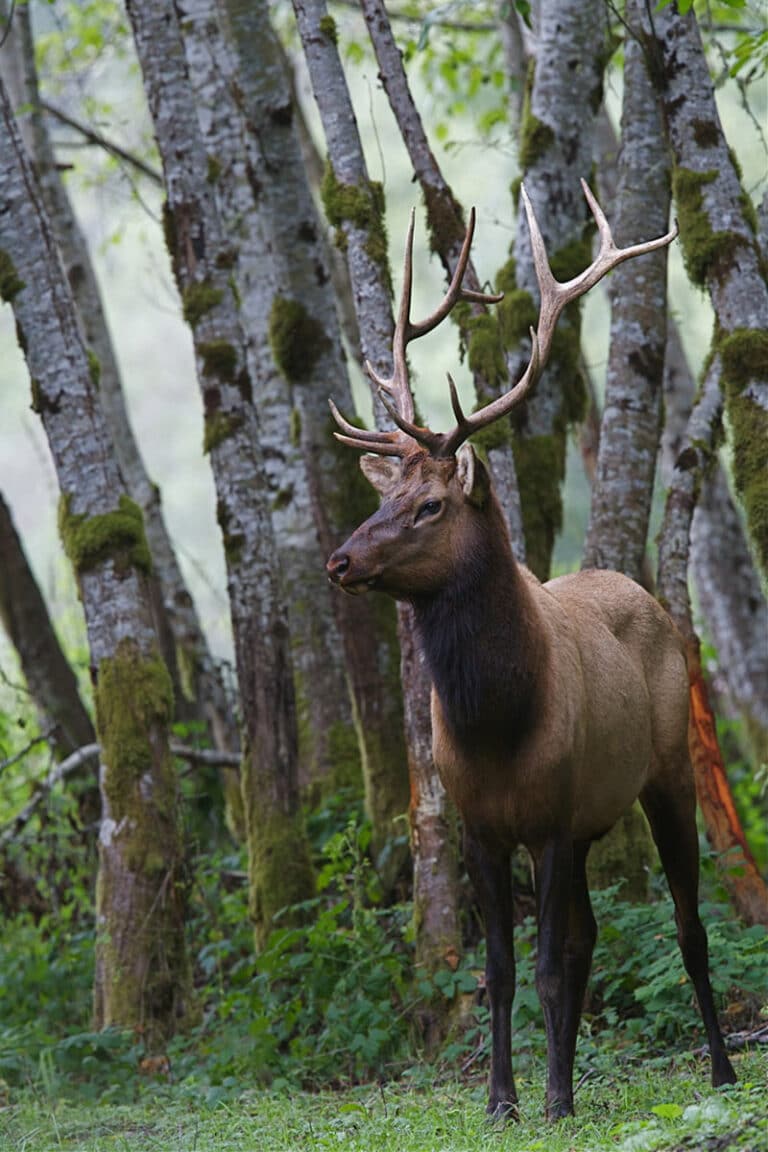 Best Time to Visit Redwood National Park — The Discoveries Of